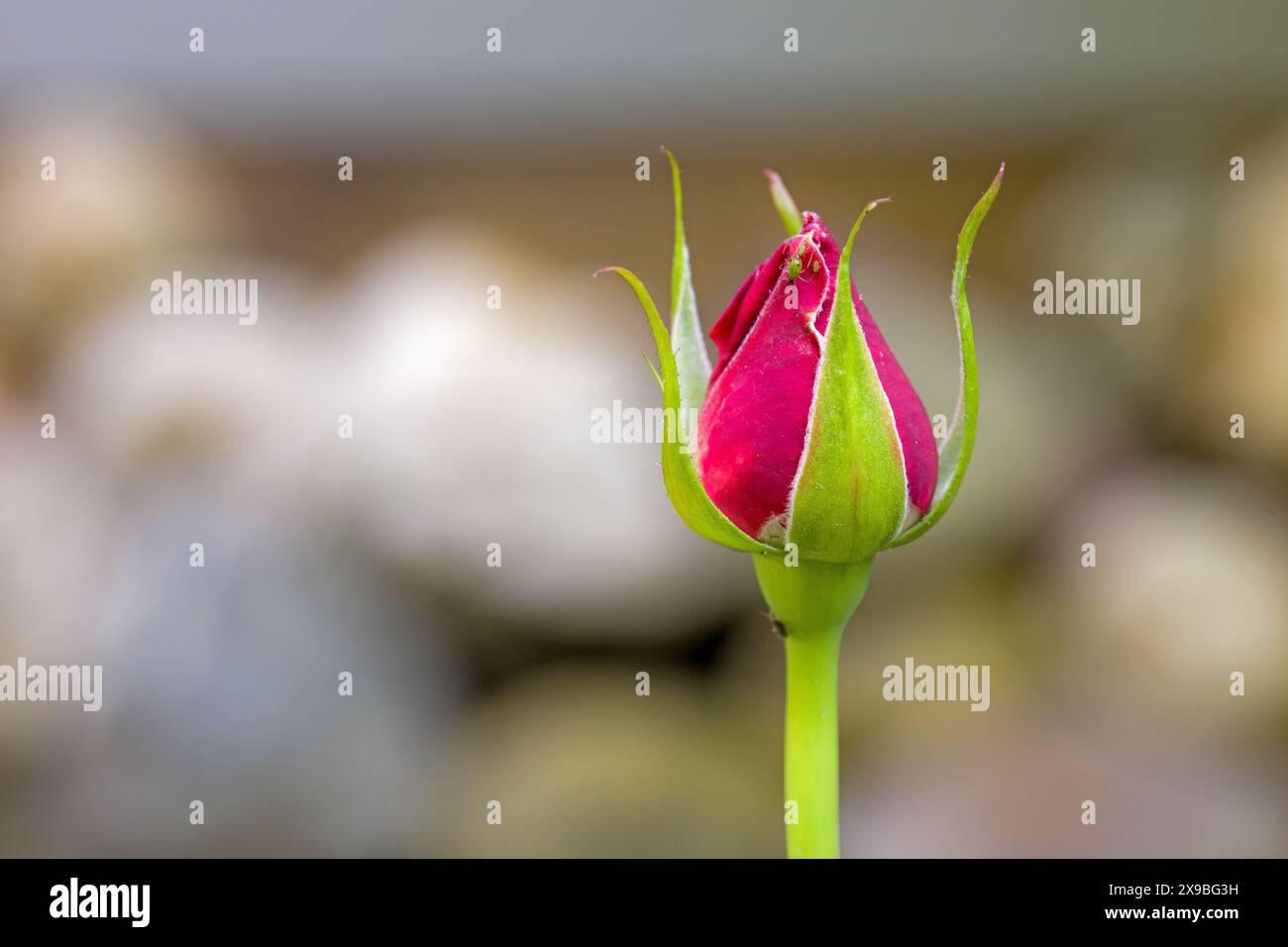 green lice on a red rose in front of a blurred background Stock Photo ...