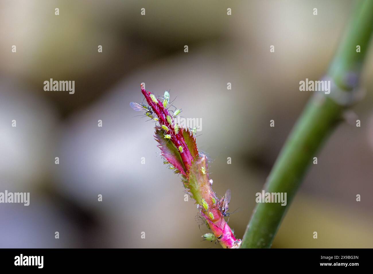 green lice on a red rose shoot against a blurred background Stock Photo ...
