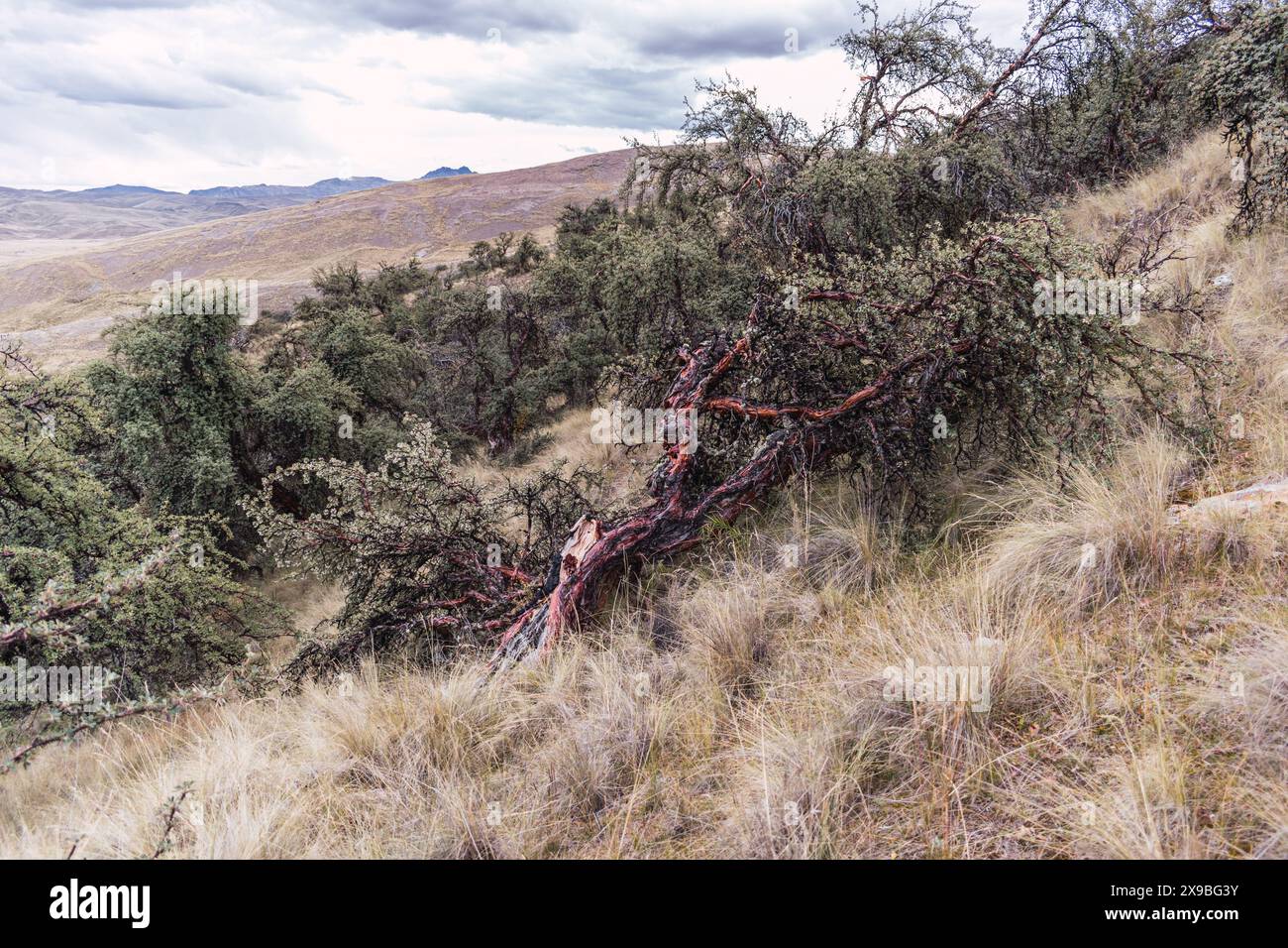 felled and felled tree in the sierra de los andes de peru surrounded by ...