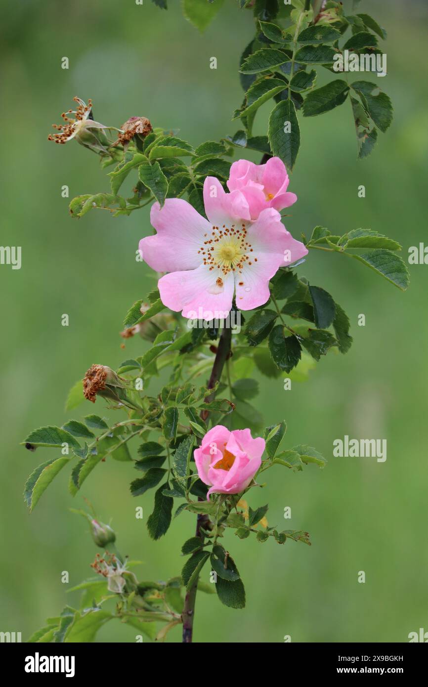 Drooping roses hi-res stock photography and images - Alamy