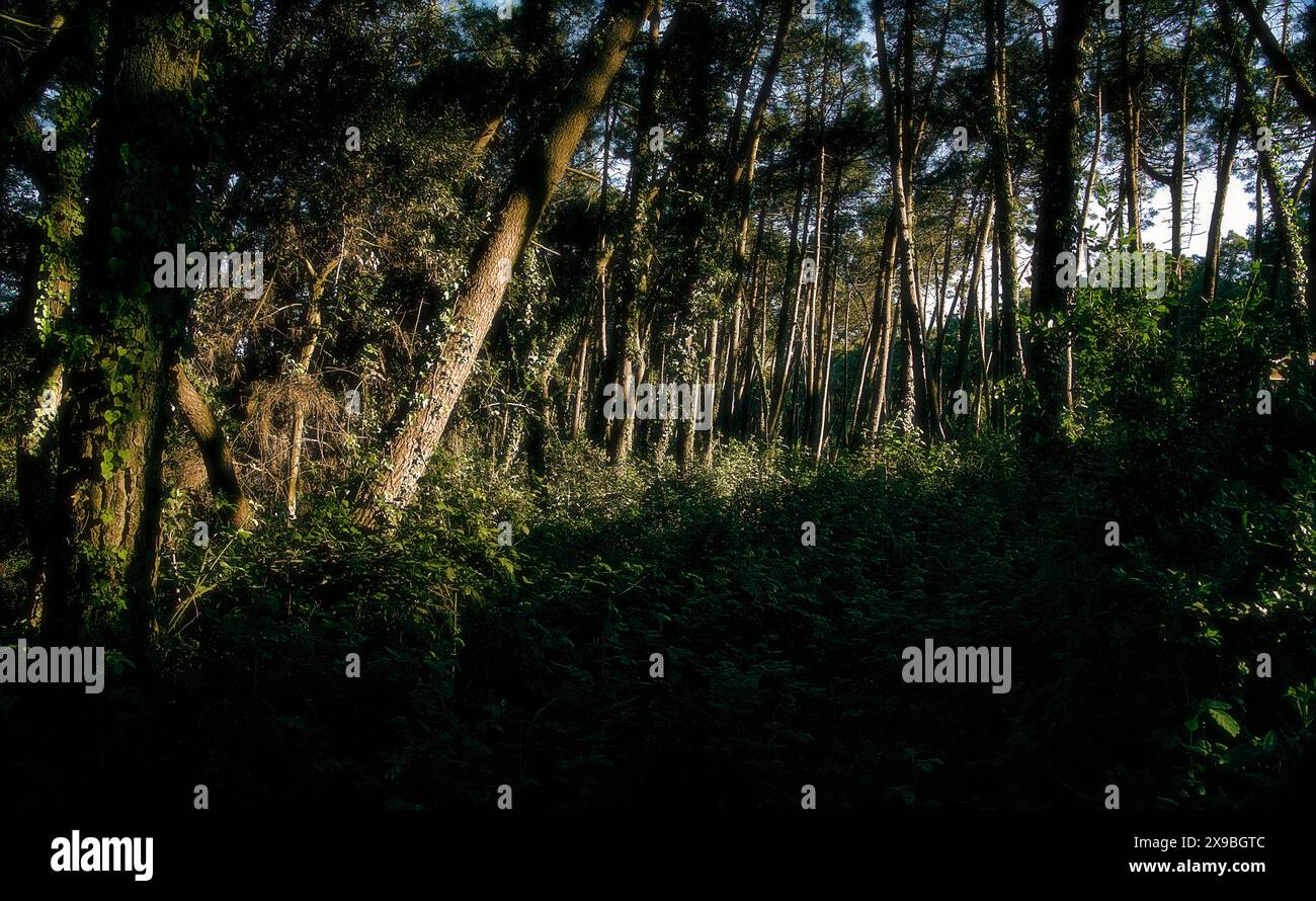 The area near Punta Marina Terme, Italy Stock Photo - Alamy