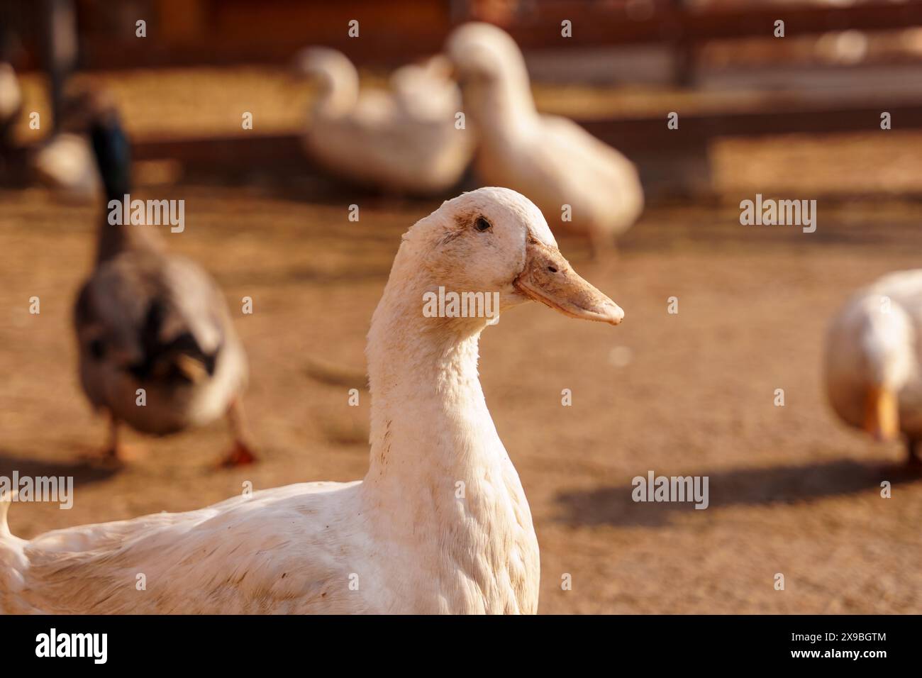 Ducks are standing on farm, their feathers blending with the earth as ...