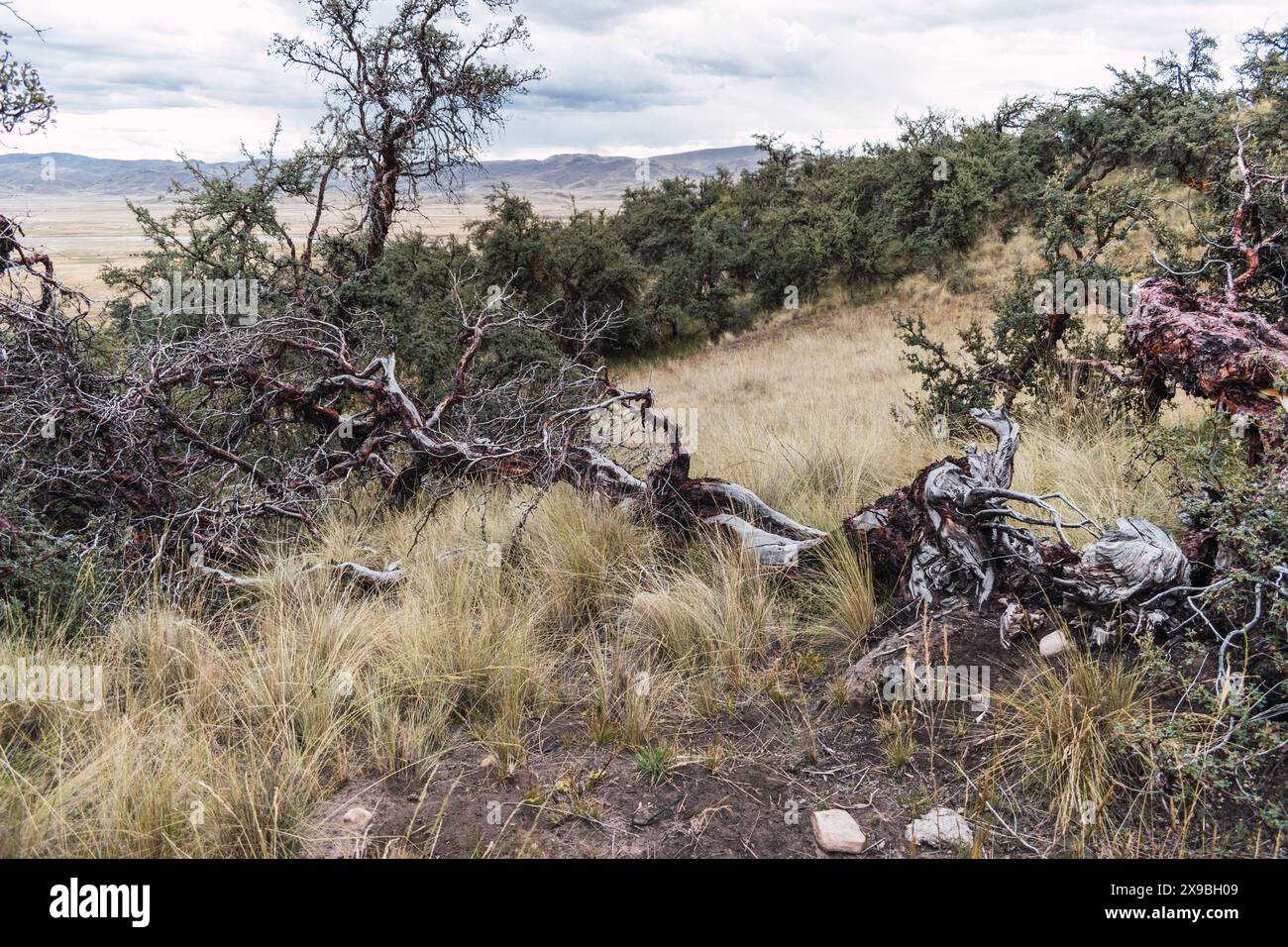 felled and felled tree in the sierra de los andes de peru surrounded by ...