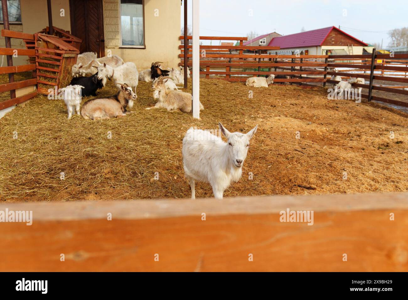 Goats on farm look peaceful and content in their enclosed environment ...