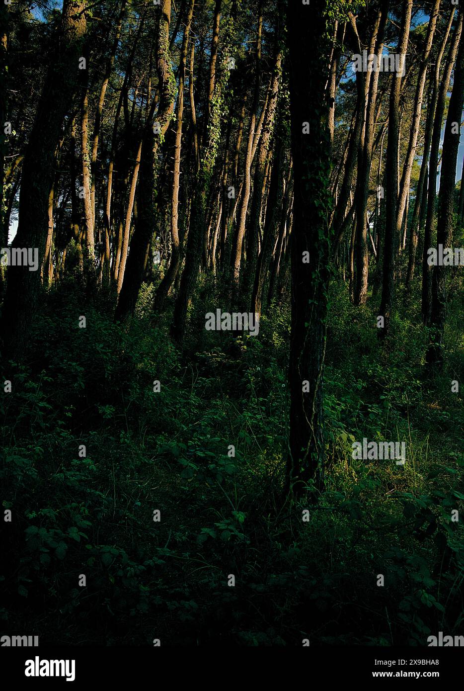 The area near Punta Marina Terme, Italy Stock Photo - Alamy