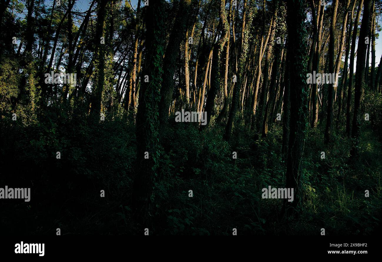 The area near Punta Marina Terme, Italy Stock Photo - Alamy