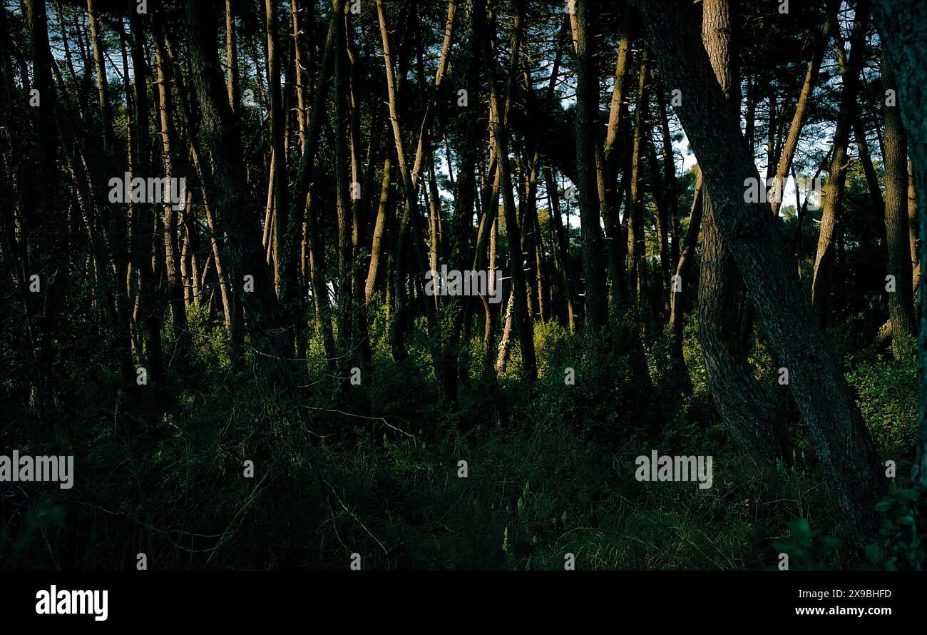 The area near Punta Marina Terme, Italy Stock Photo - Alamy