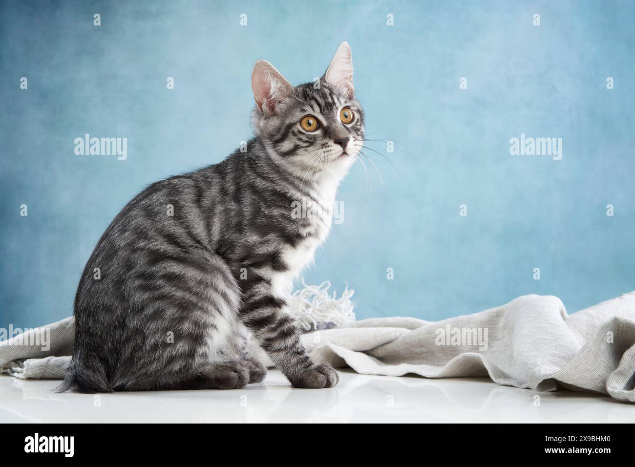 A tabby kitten with striking markings sits attentively, its eyes wide ...
