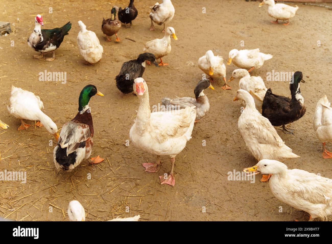 Ducks confidently stand on top of a field blanketed in snow, showcasing ...