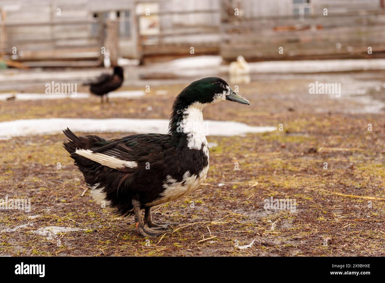 Ducks are gracefully standing side by side, showing off their vibrant ...
