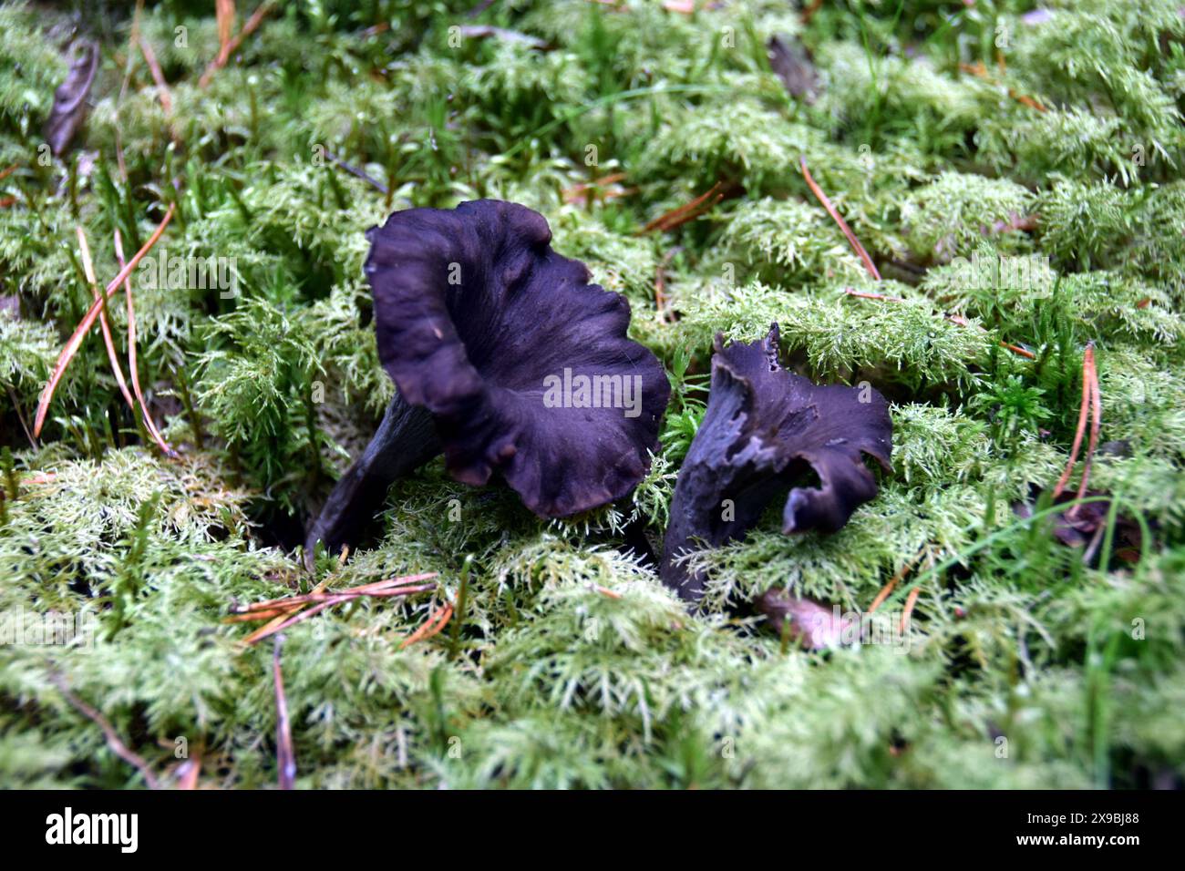 Black trumpet mushrooms, Craterellus cornucopioides, on a mossy florest ...