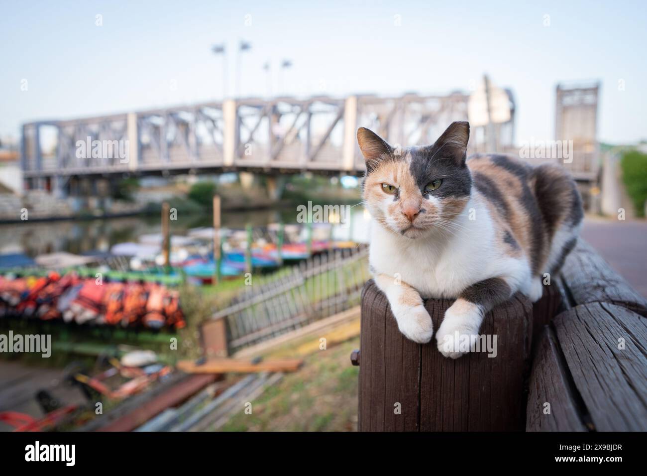 Ussishkin bridge hi-res stock photography and images - Alamy