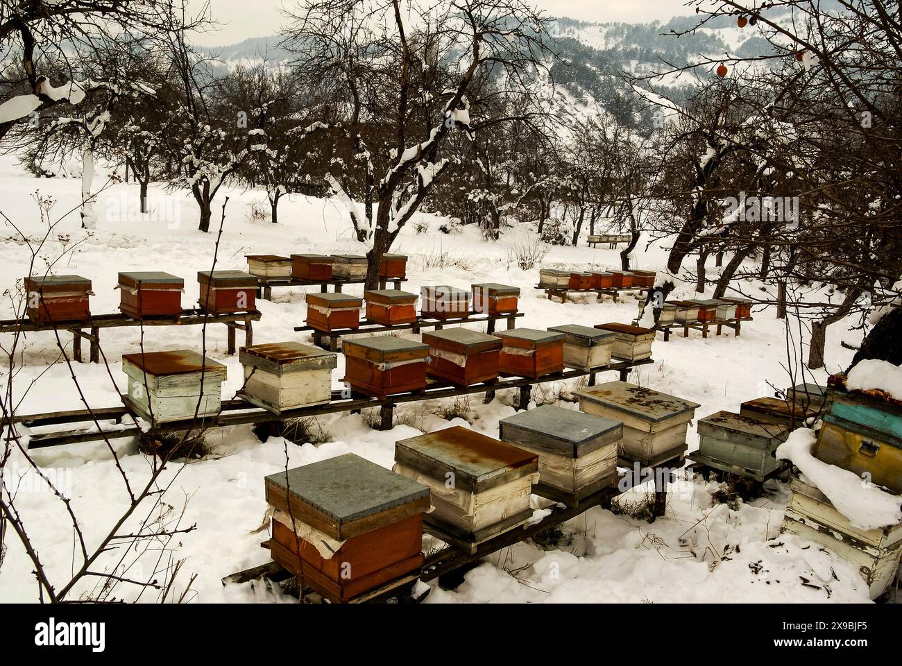 Beekeeping tourism hi-res stock photography and images - Alamy