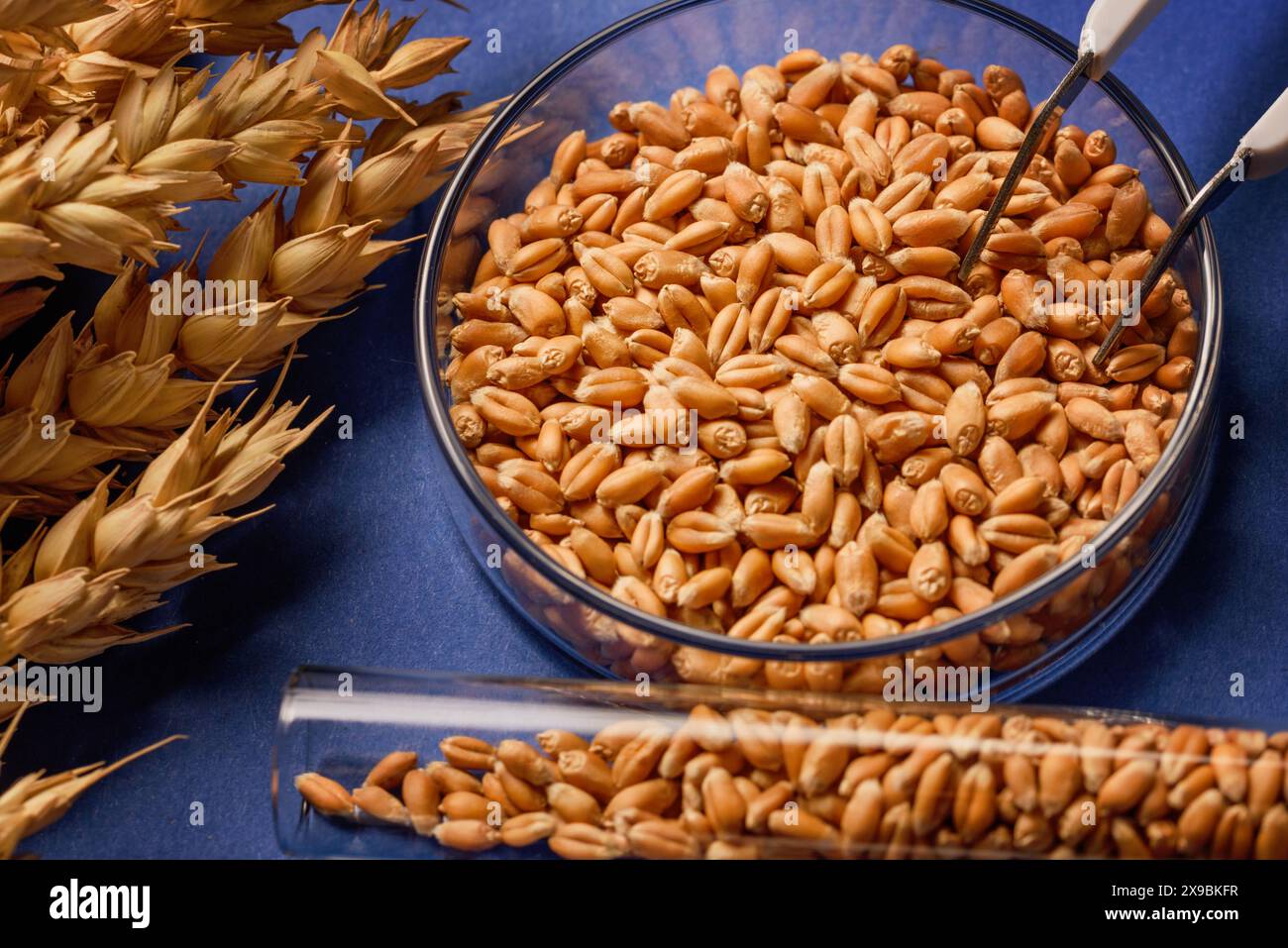Wheat grain and wheat ears on a laboratory table. testing of grain ...