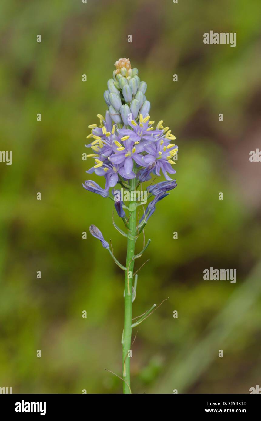 Camassia scilloides hi-res stock photography and images - Alamy
