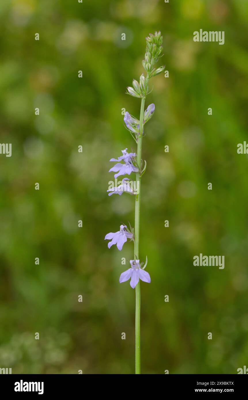 Lobelia forest hi-res stock photography and images - Alamy