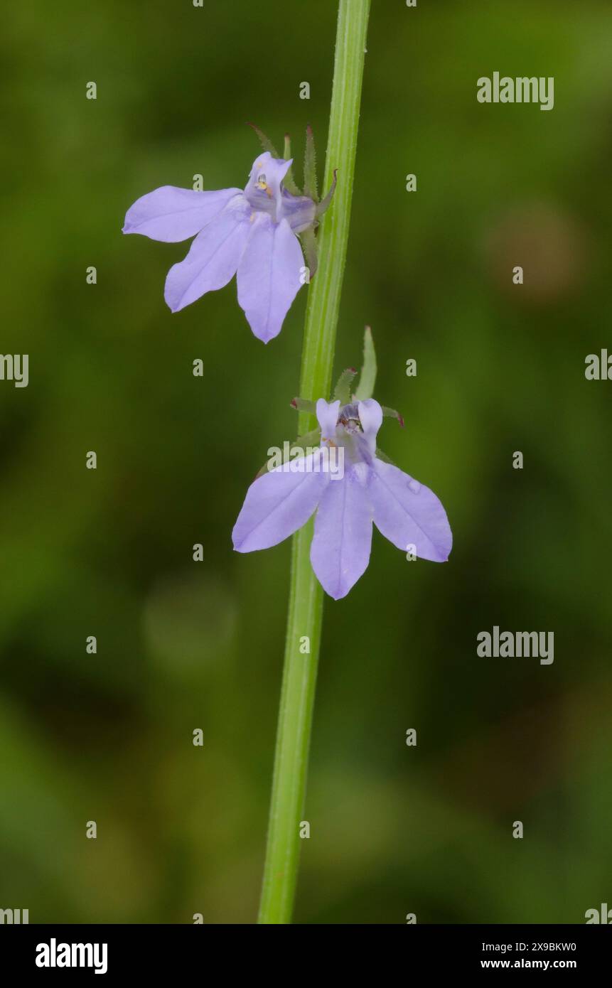 Lobelia forest hi-res stock photography and images - Alamy