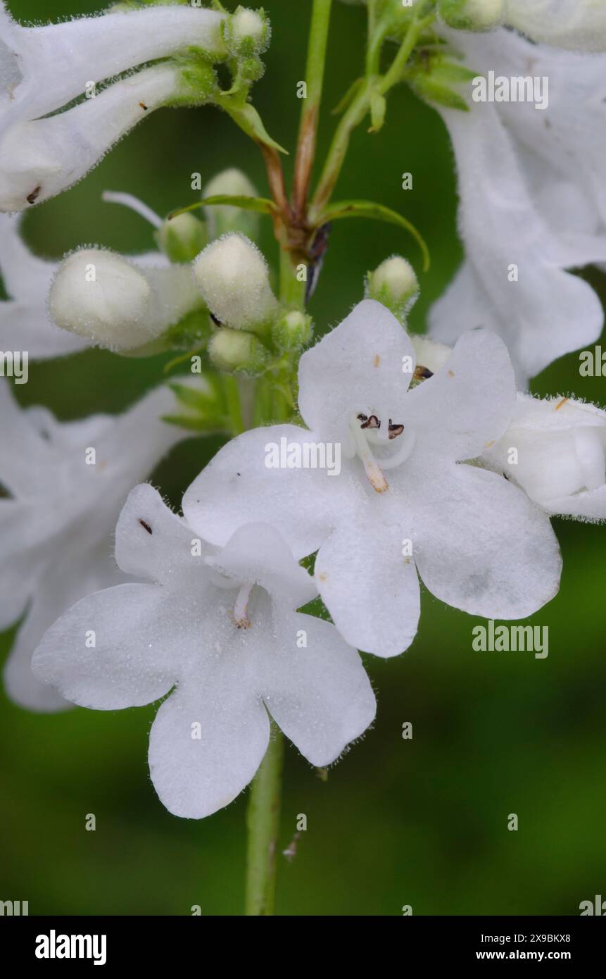 White Wand Penstemon, Penstemon tubaeflorus Stock Photo - Alamy