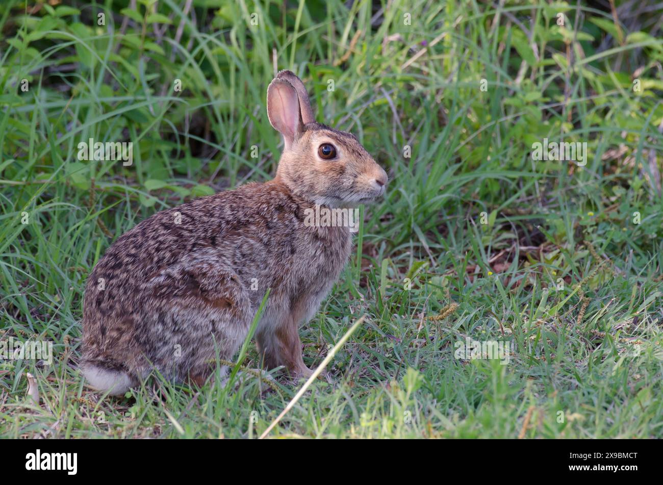 Eastern Cottontail, Sylvilagus floridanus Stock Photo - Alamy
