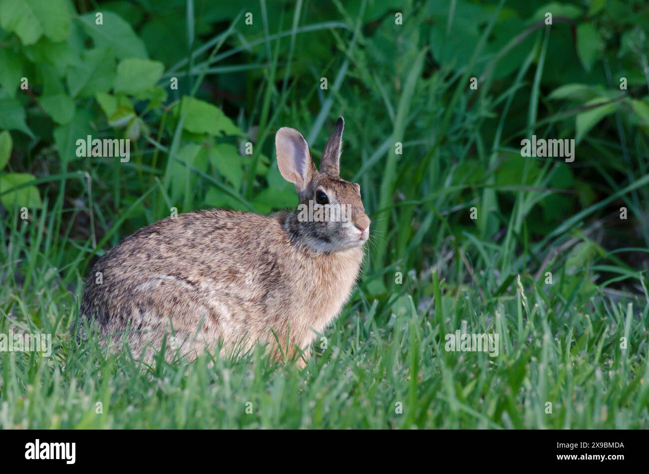 Eastern Cottontail, Sylvilagus floridanus Stock Photo - Alamy