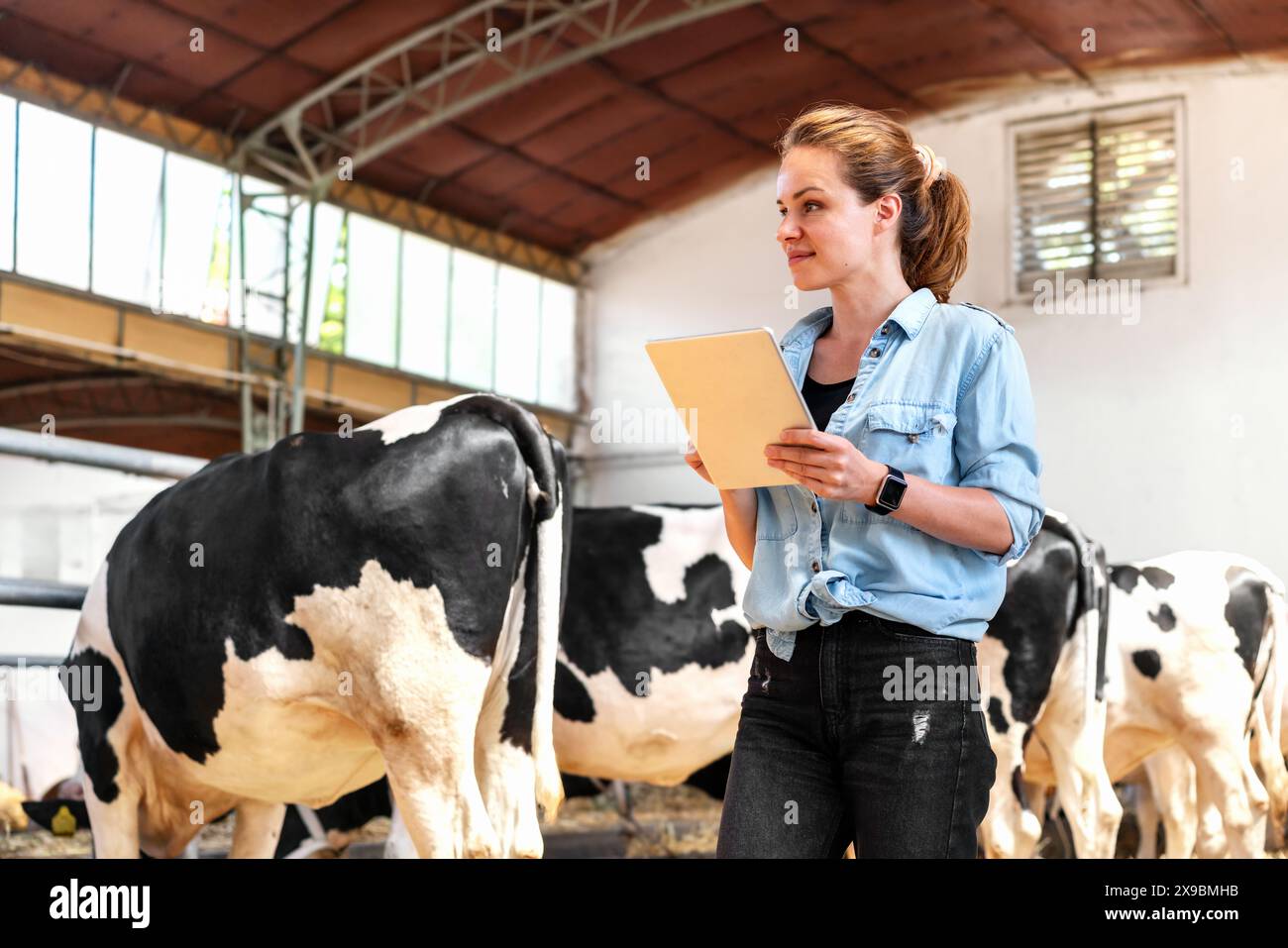 Confident woman animal farmer works in livestock farm using digital ...