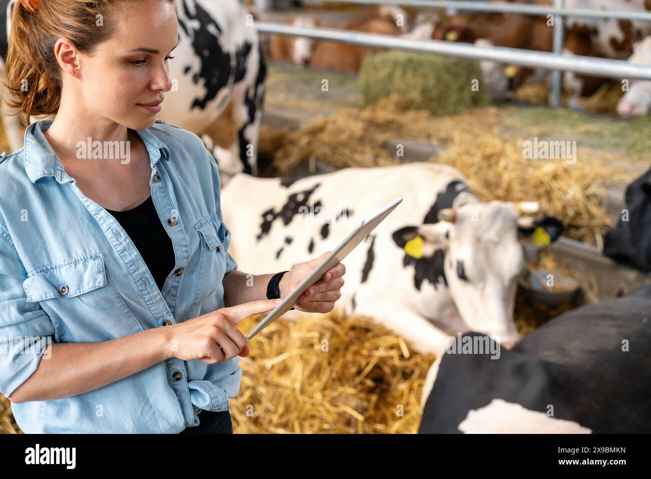 Modern woman livestock farmer works in dairy farm using digital tablet ...