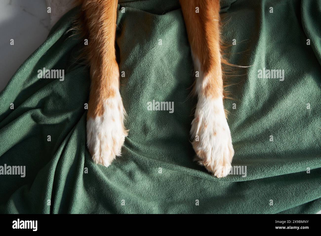 Two furry dog paws rest gently on a textured green blanket, evoking a ...