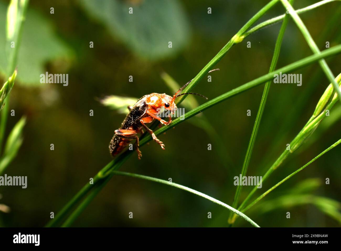 Colourful beetle side view hi-res stock photography and images - Alamy
