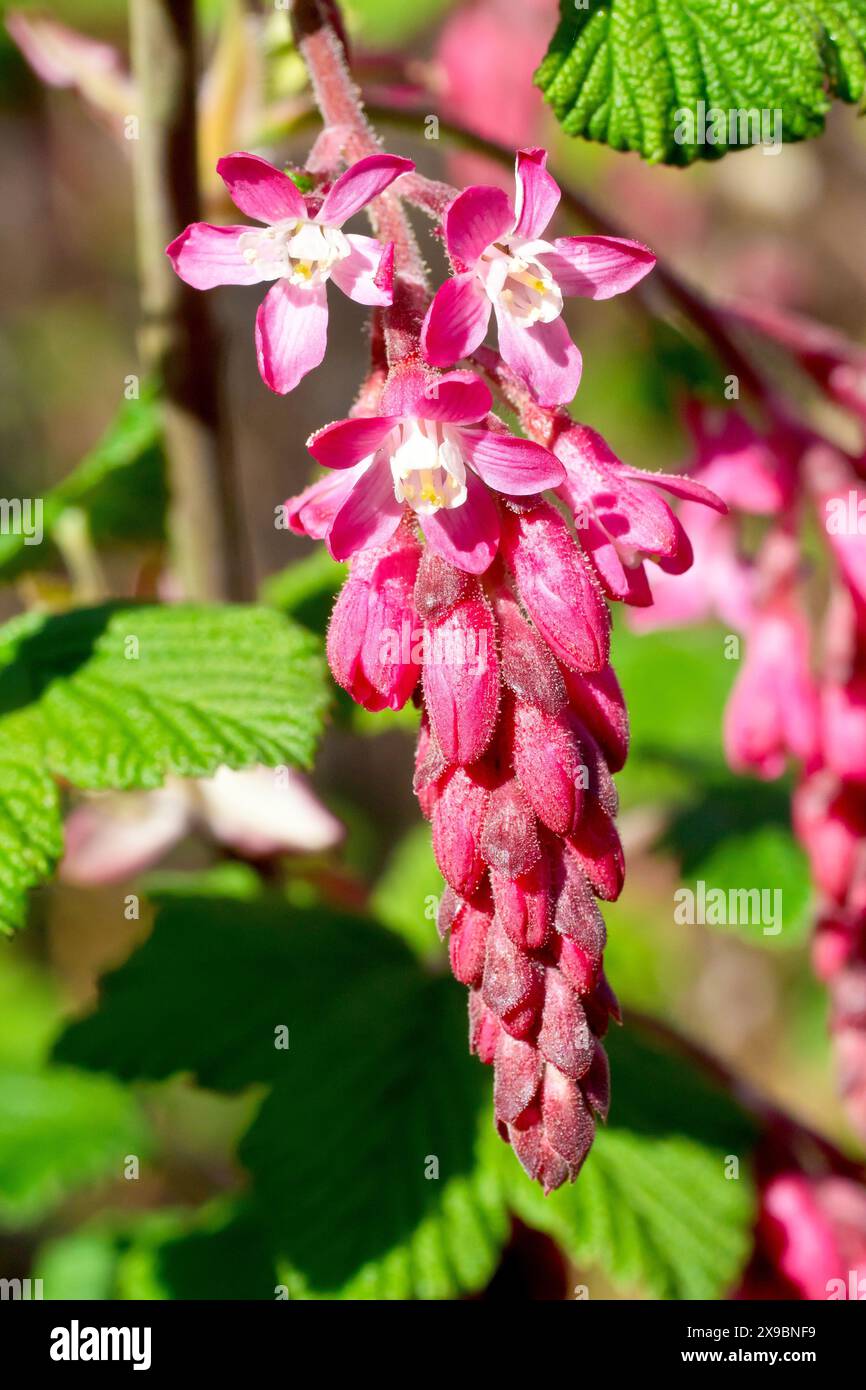 Flowering Currant (ribes sanguineum), close up of a spray of the pink ...