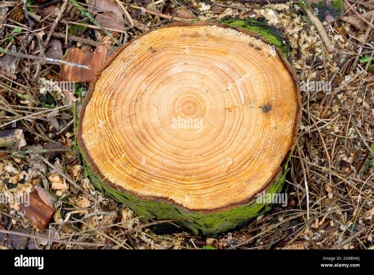 Close up looking down on the stump of a recently felled pine tree ...