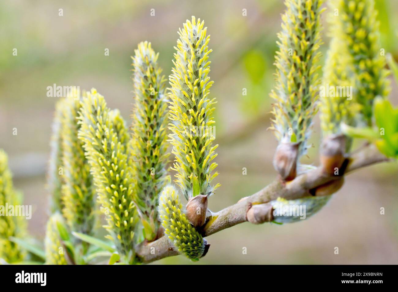 Willow (salix), close up of the female flowering spikes or catkins of ...