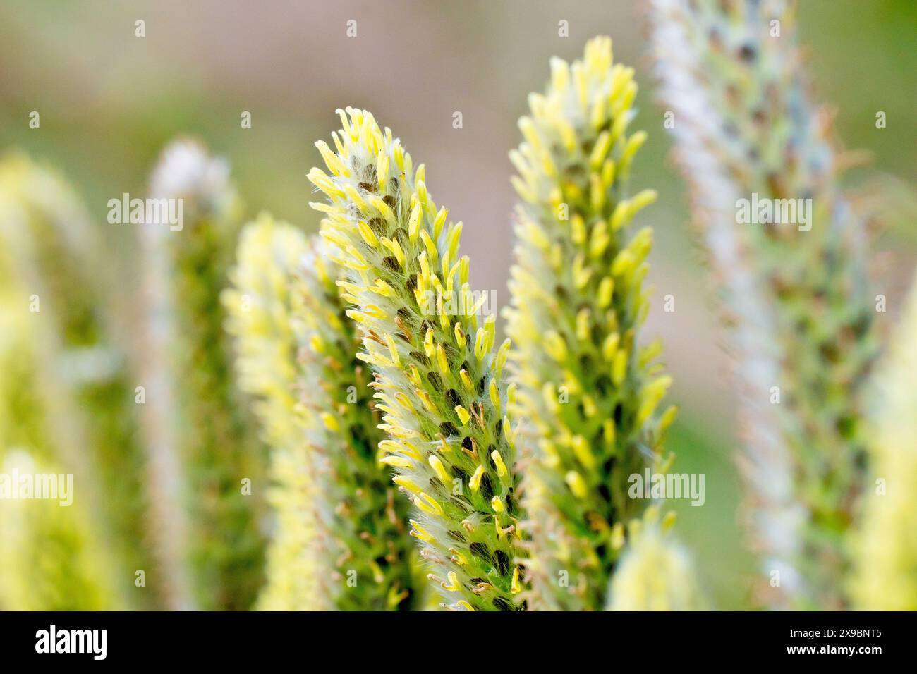 Willow (salix), close up of the female flowering spikes or catkins of ...