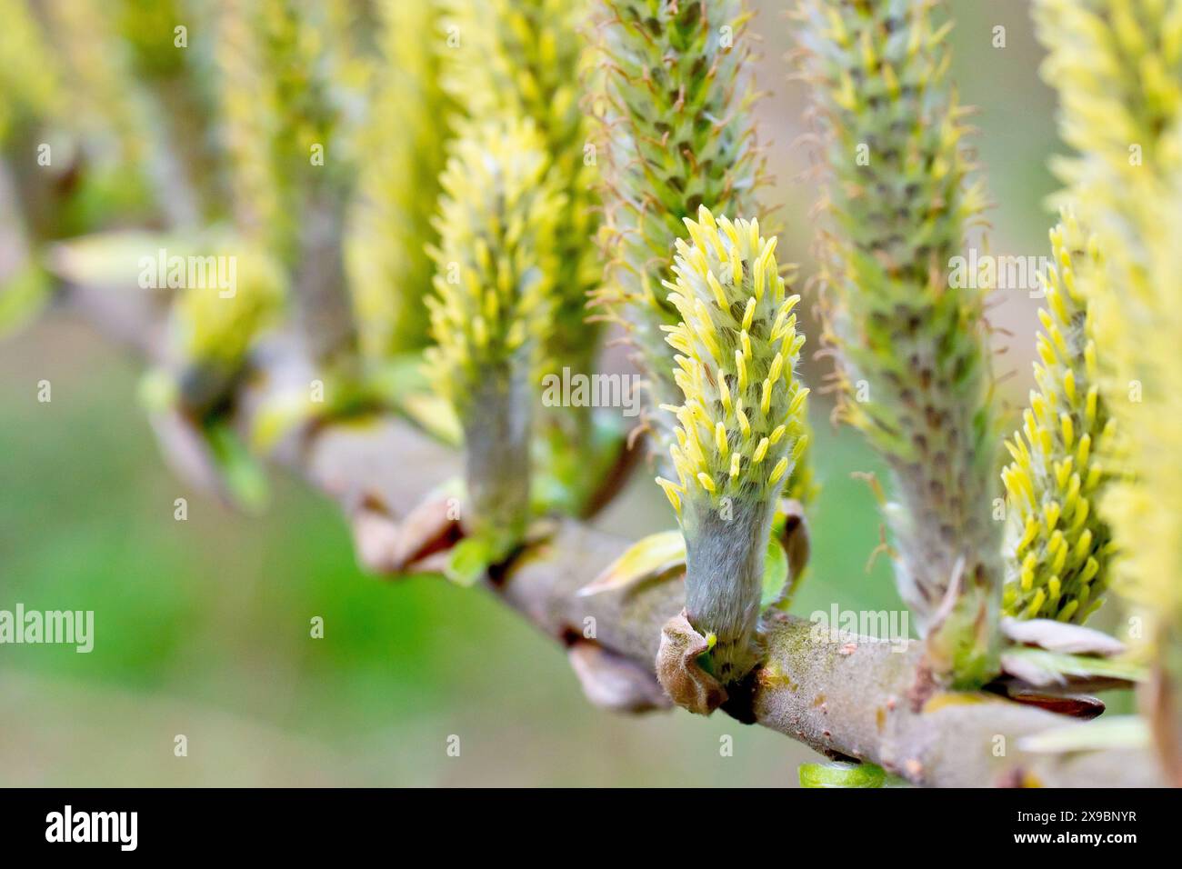 Willow (salix), close up of the female flowering spikes or catkins of ...