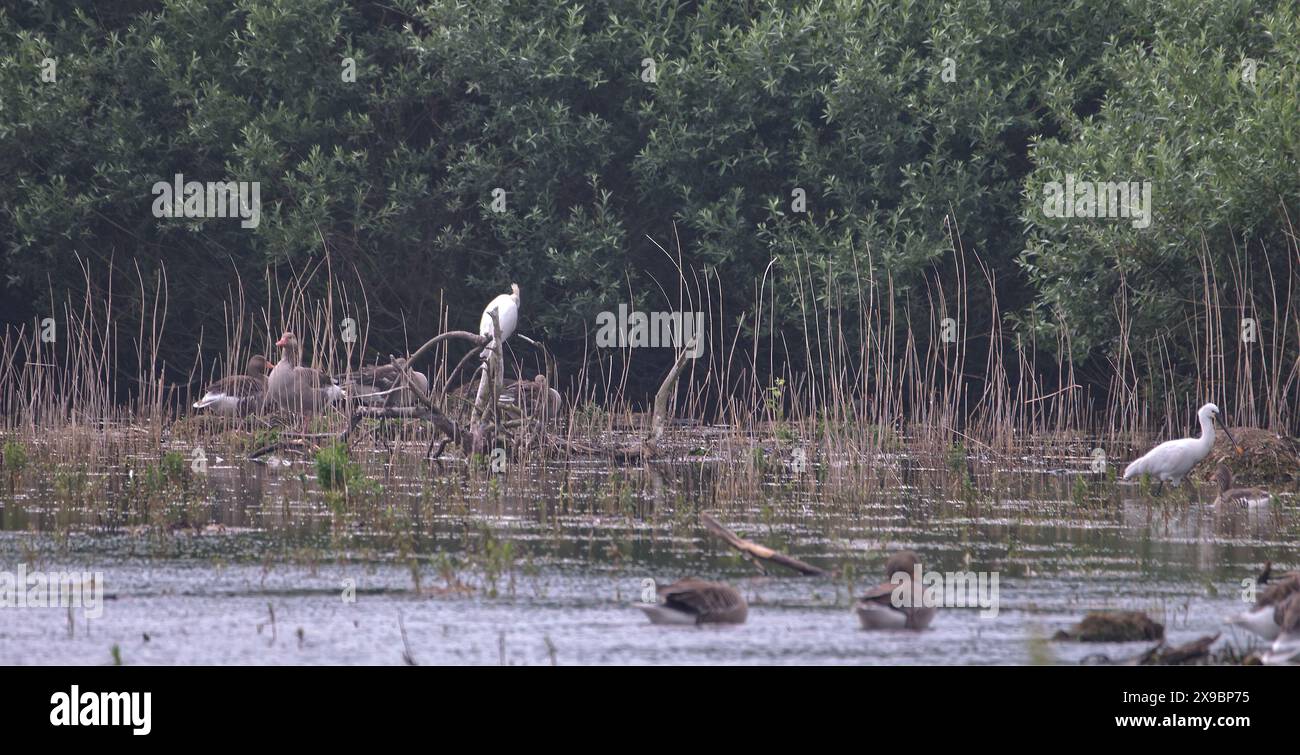 Birds nesting and living on the Dutch island Schiermonnikoog Stock ...