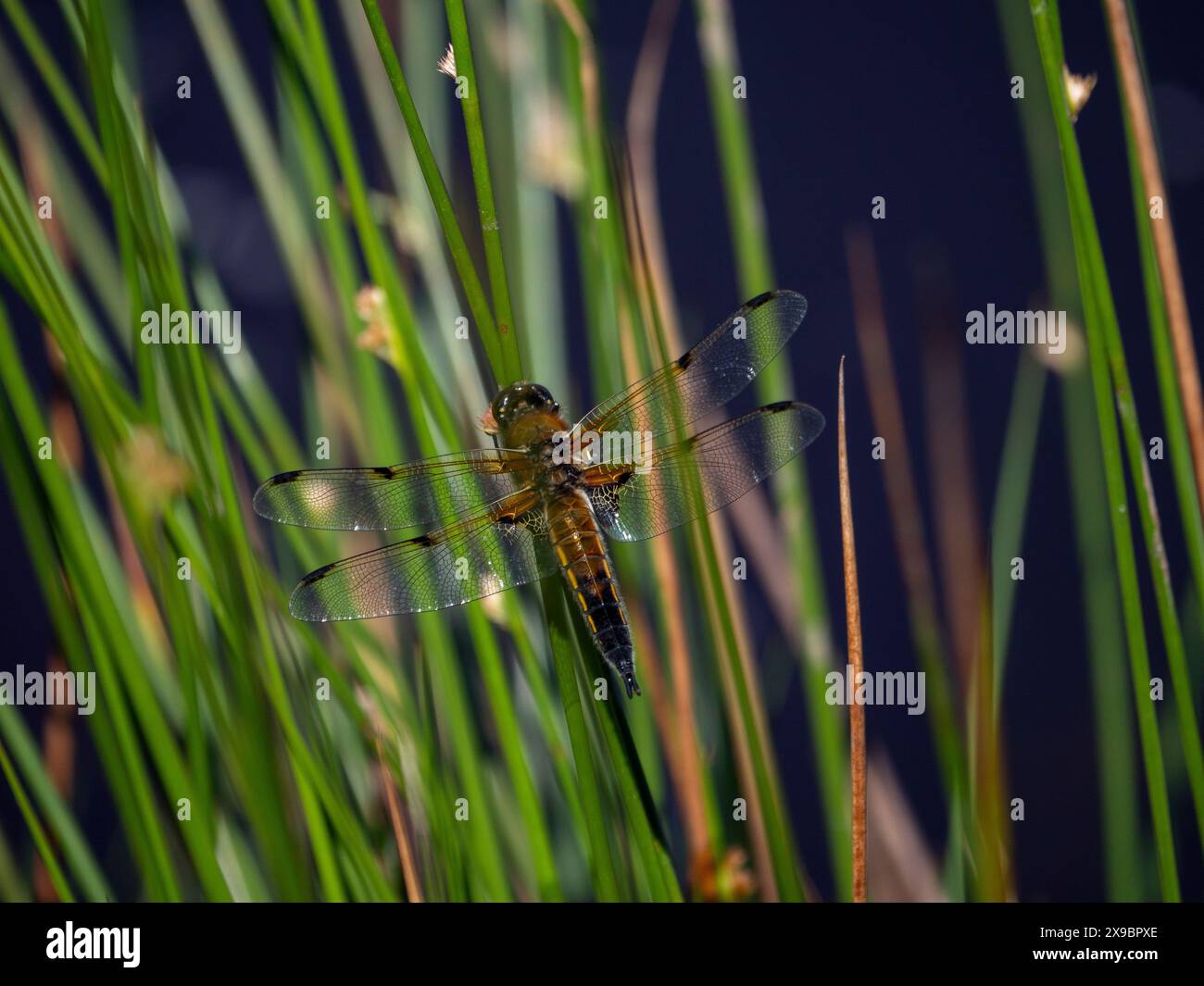 Four Spotted Chaser Dragonfly on Lake Stock Photo - Alamy