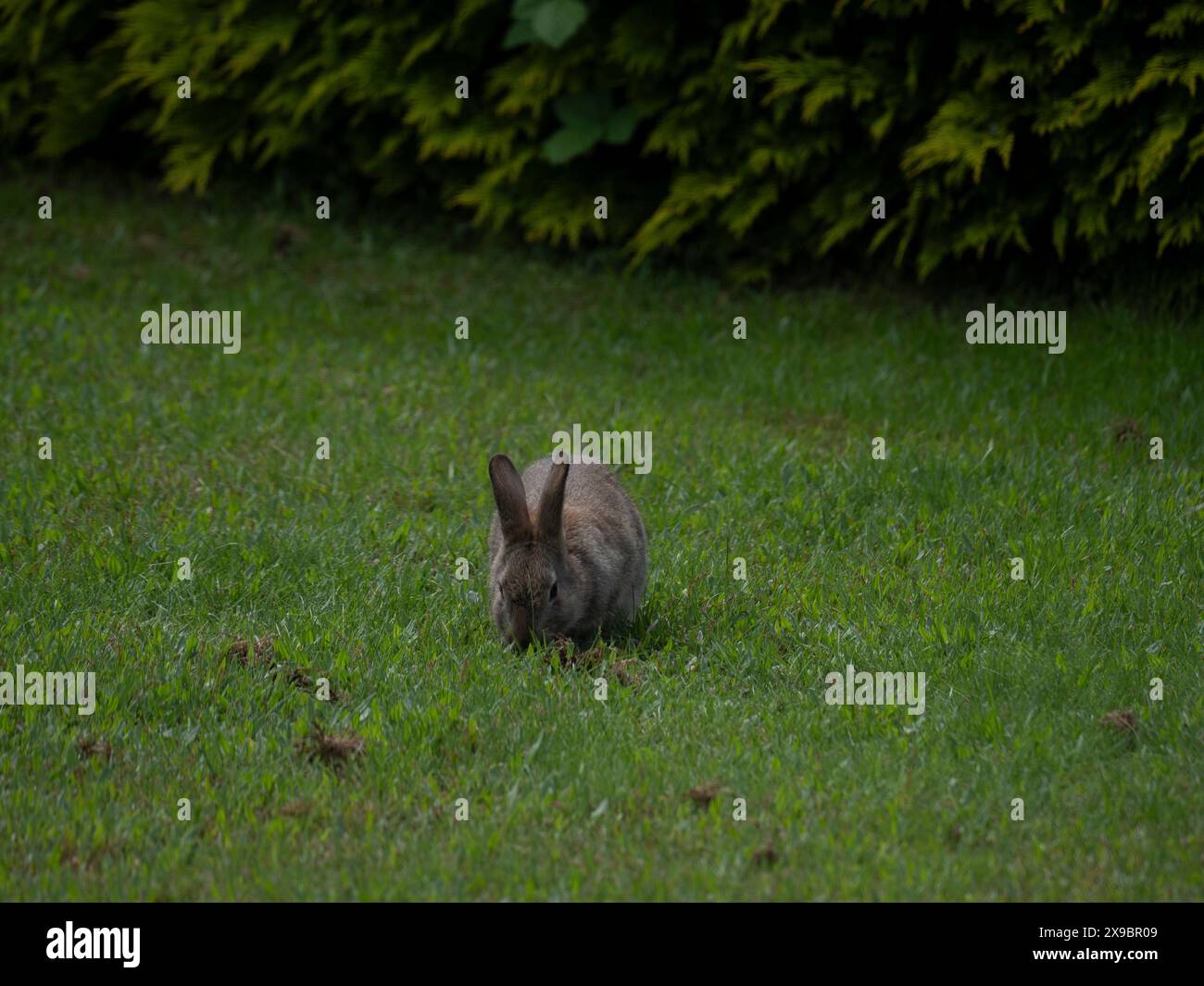 Wild Rabbit on Grass Stock Photo - Alamy