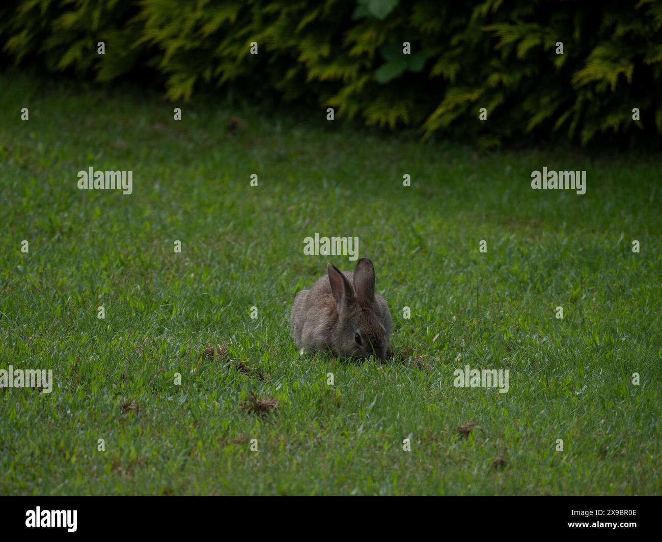 Rabbits playing on grass hi-res stock photography and images - Alamy