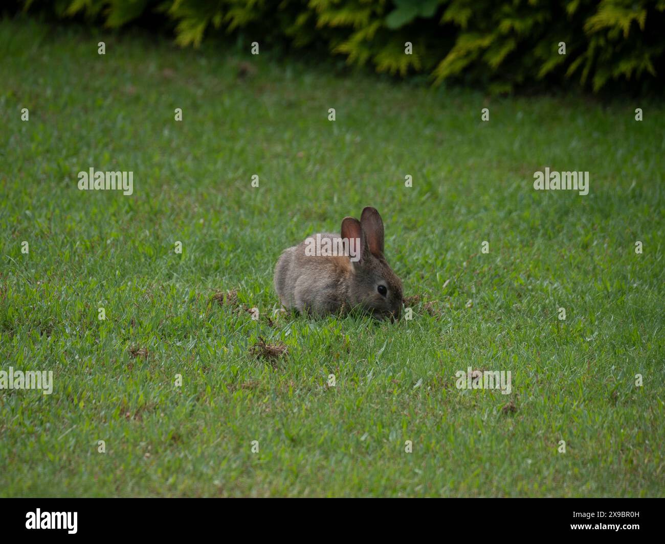 Wild Rabbit on Grass Stock Photo - Alamy