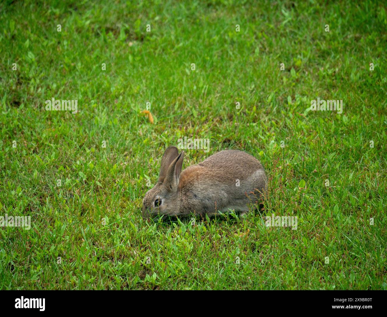 Wild Rabbit on Grass Stock Photo - Alamy