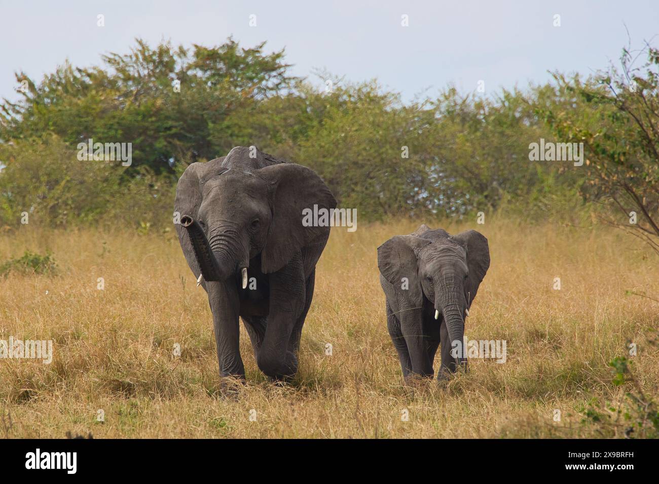 African elephant cow with offspring in the Maasai Mara Stock Photo - Alamy