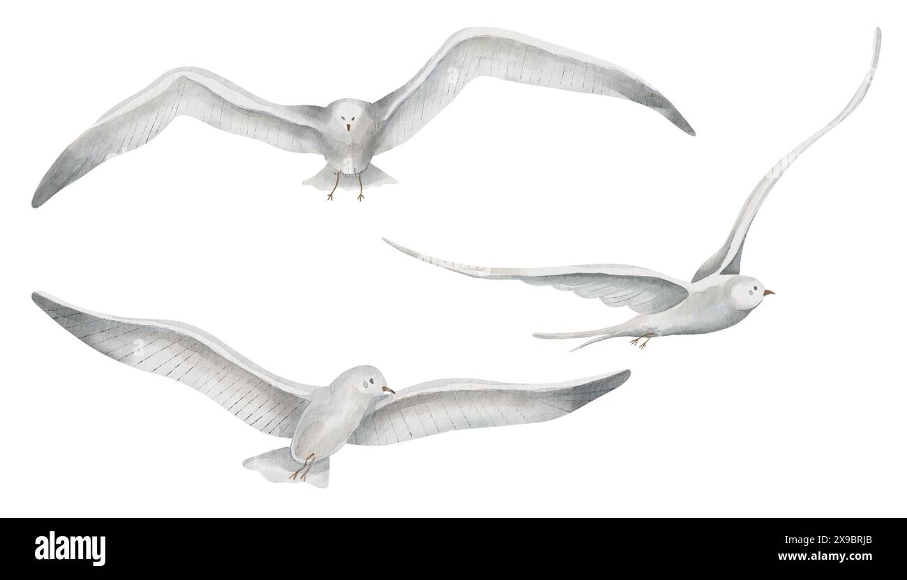 Watercolor illustration of Seagulls in flight. Flying marine Birds with ...