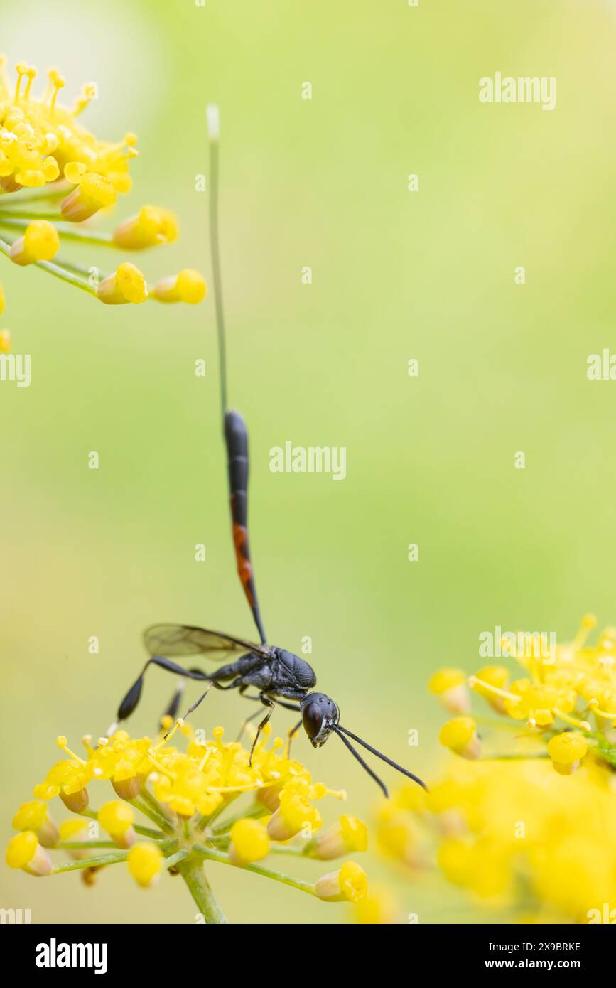 Gasteruption jaculator parasitoid wasp on fennel flower in Kent garden ...