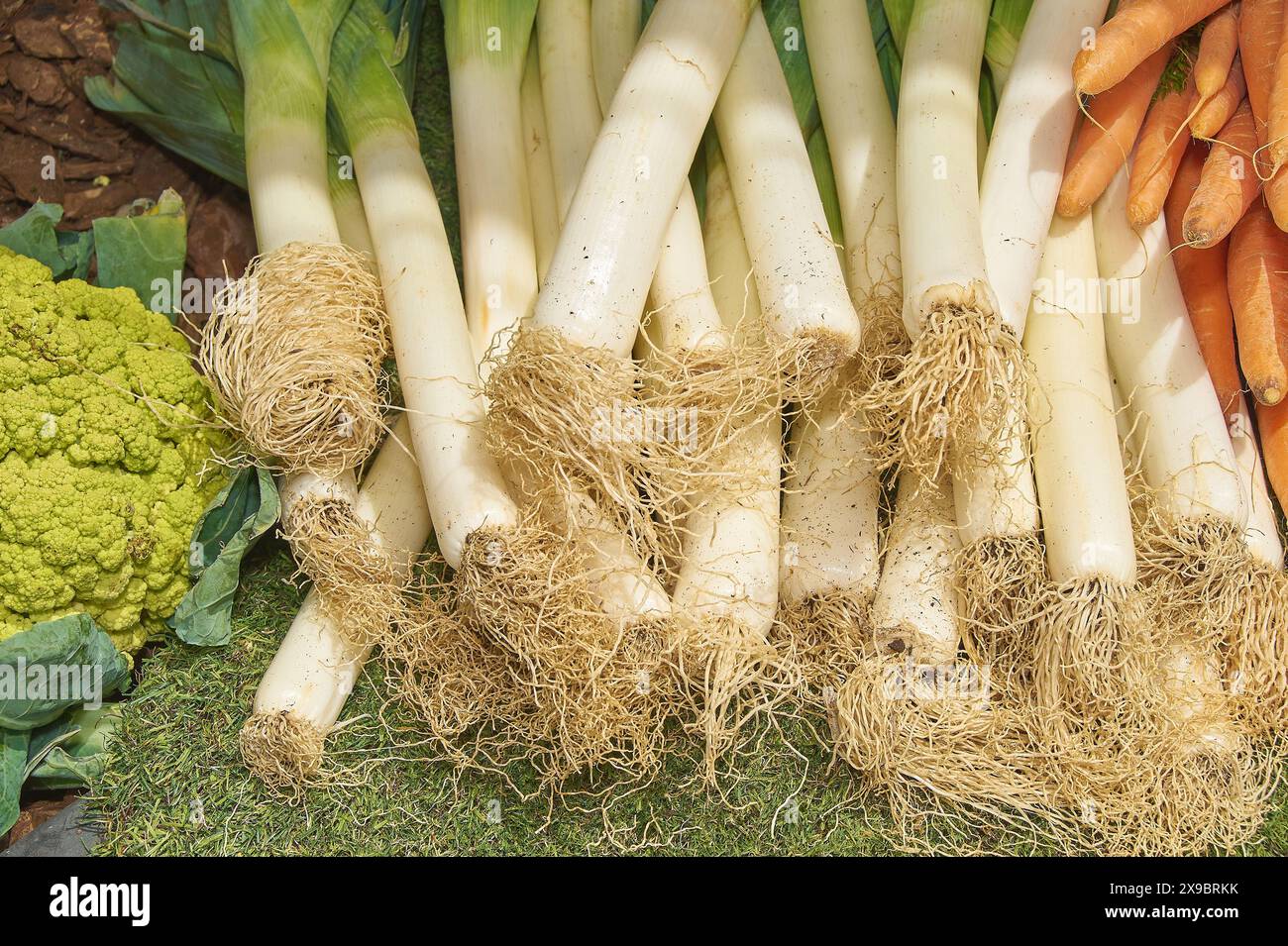 Bulbous with roots hi-res stock photography and images - Alamy
