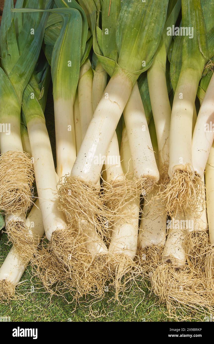 A bunch of fresh leeks with green leaves and white bulbs, laid out ...