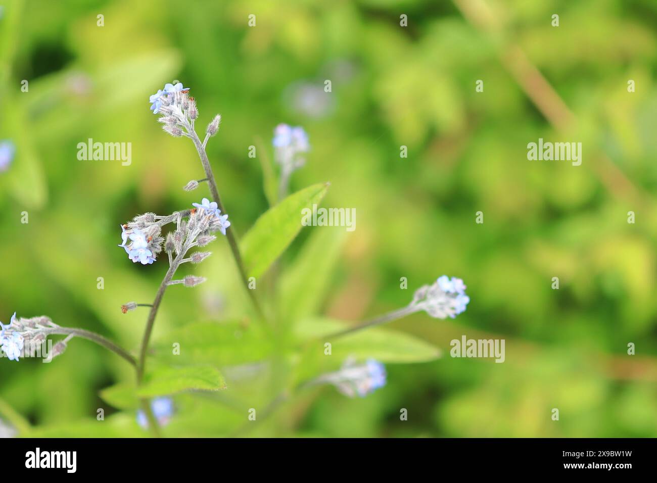 Tiny pale blue myosotis flowers, or forget-me-nots, with a background ...
