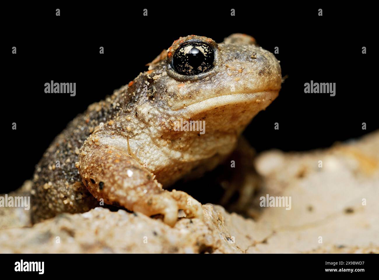 Midwife toad (Alytes cisternasii) close to Valdemanco, Madrid, Spain ...