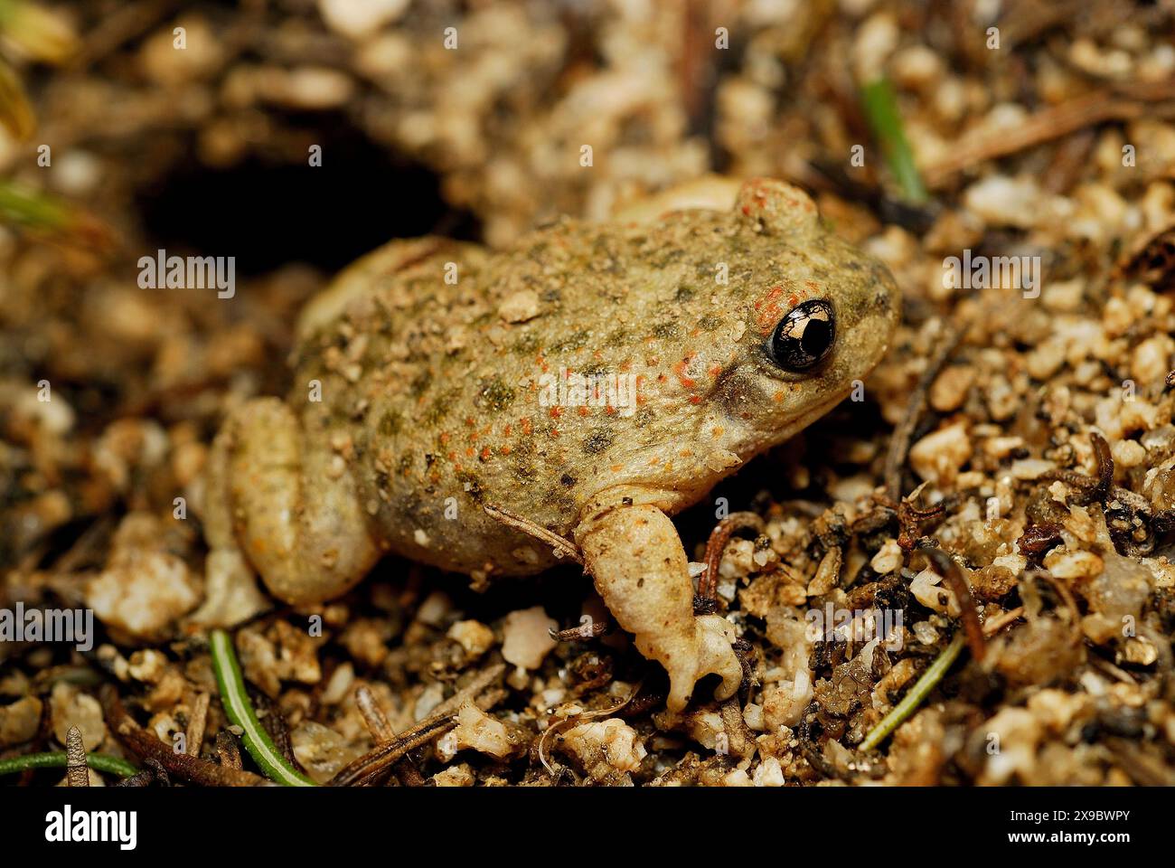 Midwife toad (Alytes cisternasii) close to Valdemanco, Madrid, Spain ...