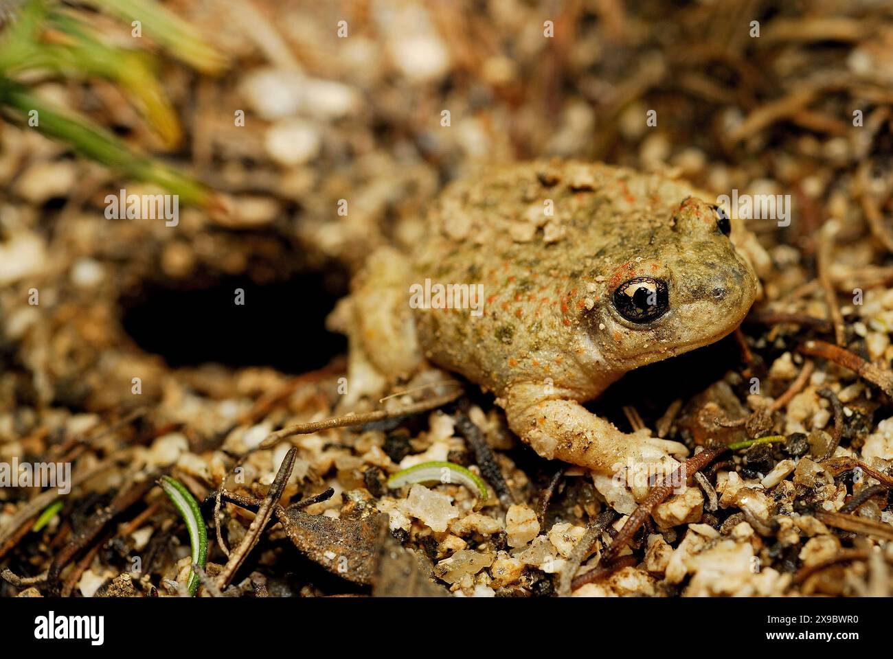 Midwife toad (Alytes cisternasii) close to Valdemanco, Madrid, Spain ...