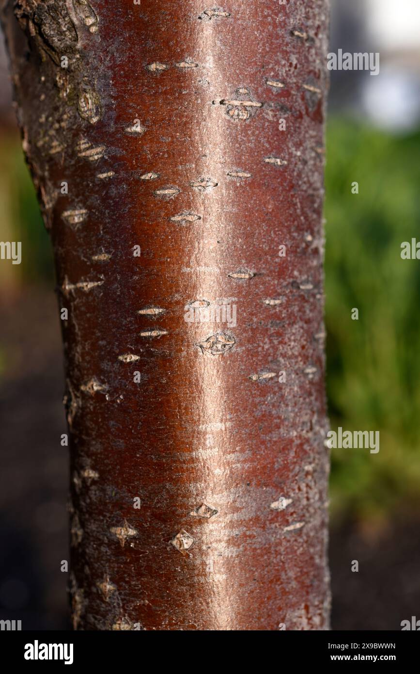 Rowan tree wood texture hi-res stock photography and images - Alamy