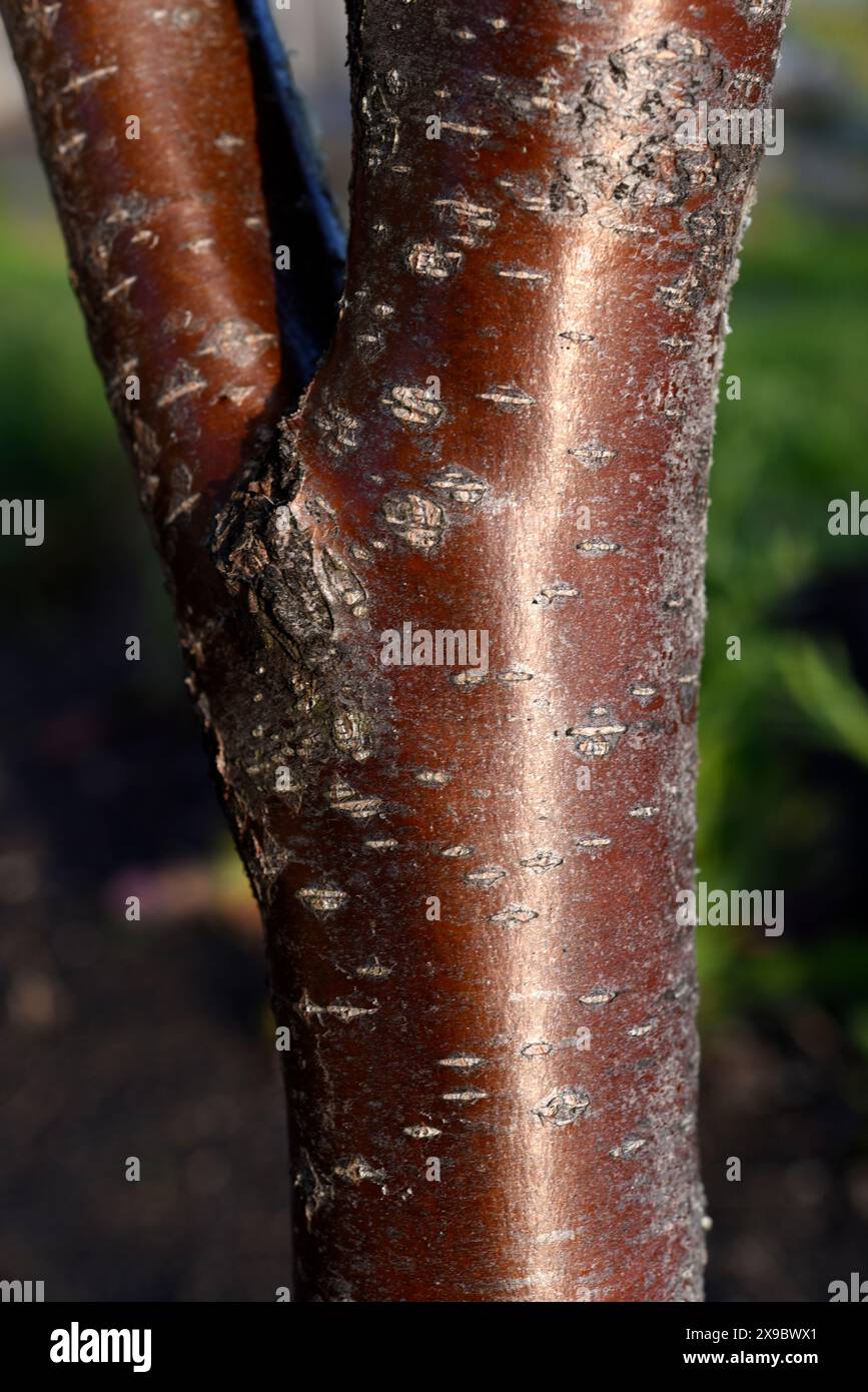 Rowan tree wood texture hi-res stock photography and images - Alamy